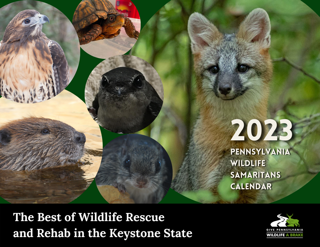 WILDLIFE CALENDARS – Give Wildlife a Brake