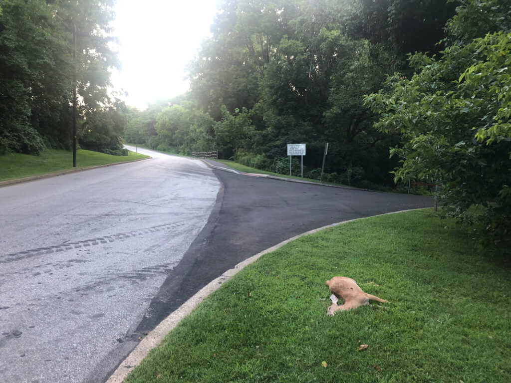 Wildlife Corridors - Give Wildlife a Brake