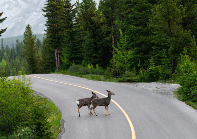 U.S. Wildlife Crossings - Give Wildlife a Brake